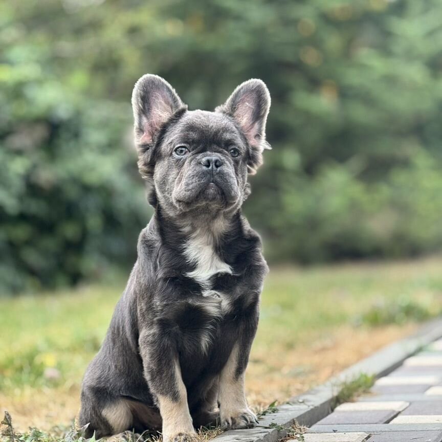 Мальчик красавчик флаффи