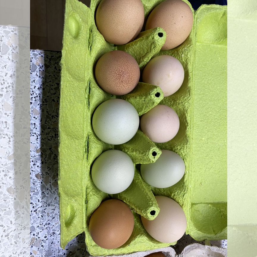 Яйцо домашнее