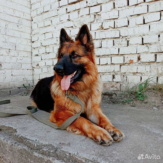 Кобель для связки