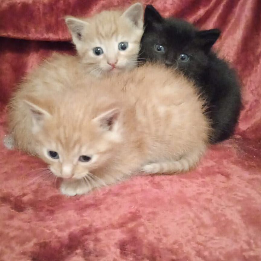 Котята в добрые руки
