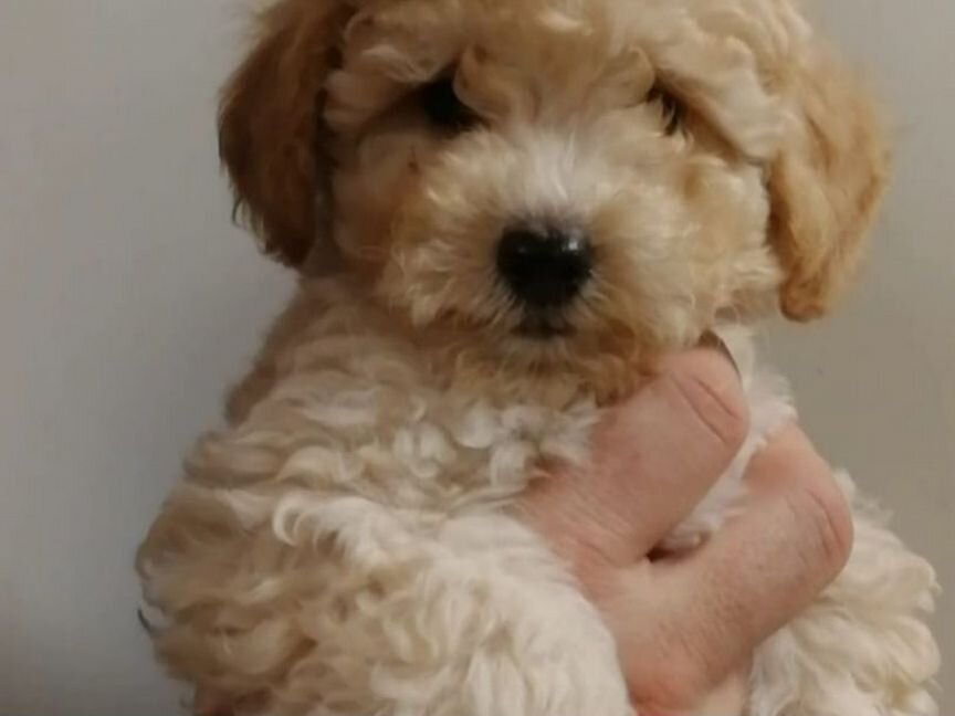 Щенки мальтипу