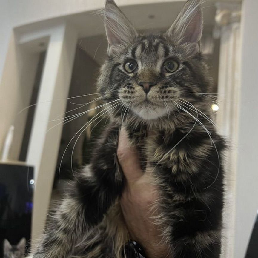 Мейн-кун, взрослая кошка