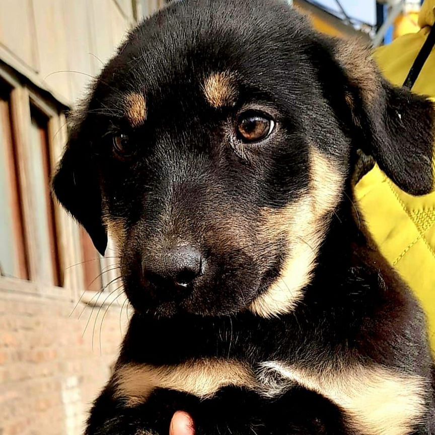 Щенок Смелая Афина для защиты дома