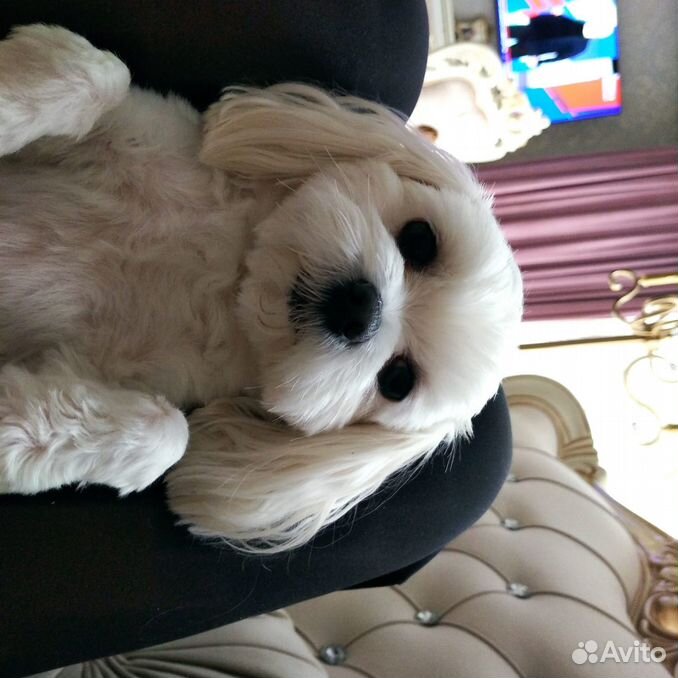 Собака Мальтезе