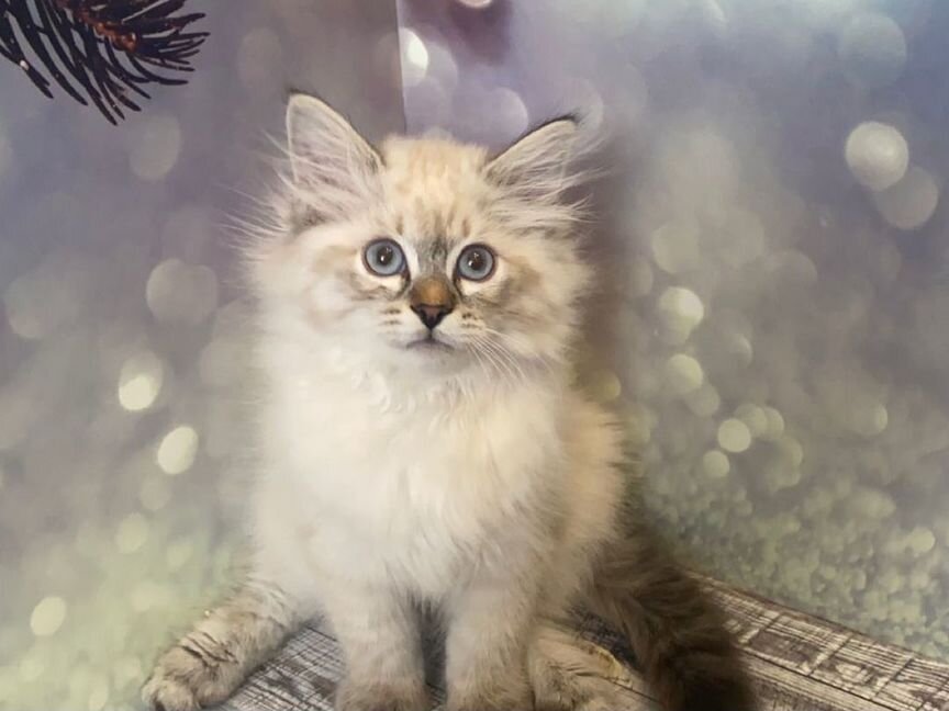 Невский маскарадный котик