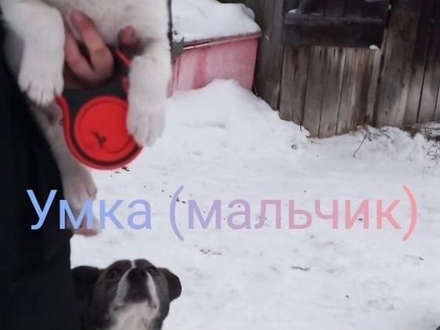 Щенок ищет дом