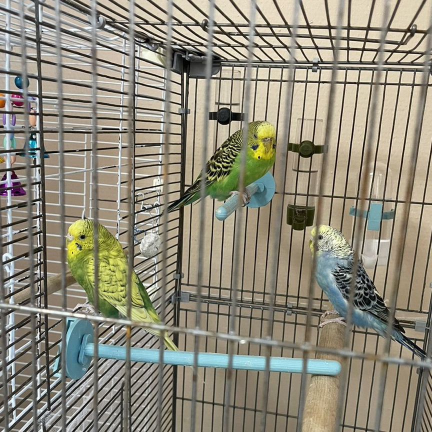 Волнистый попугай с клеткой