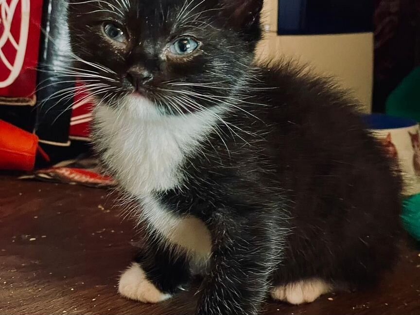 Ласковый котенок мальчик 1 месяц, приучен к лотку