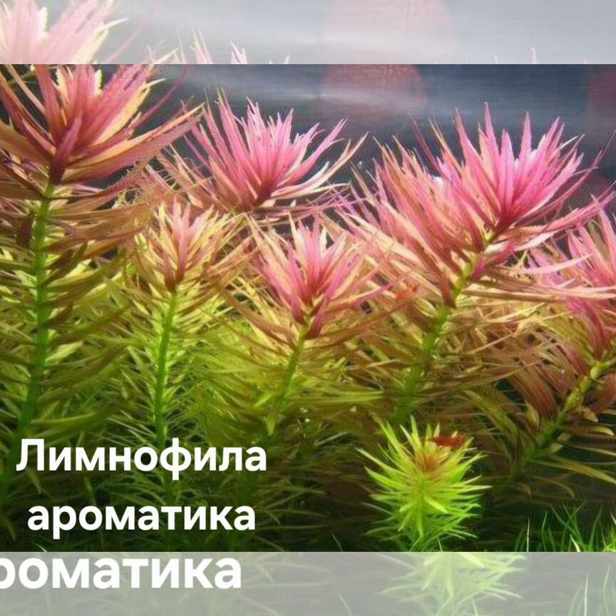 Аквариумные растения