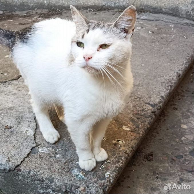 Кошечка потеряшка