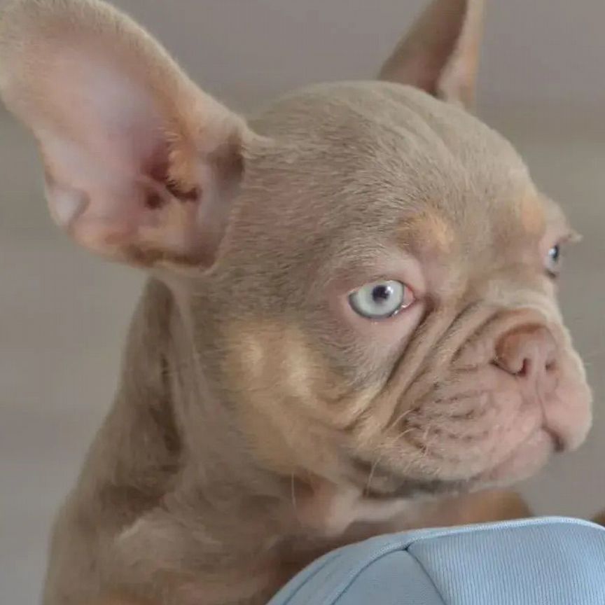 Французский бульдог, щенок