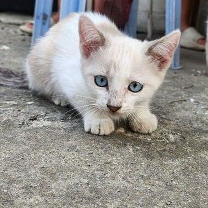 Голубоглазый котенок
