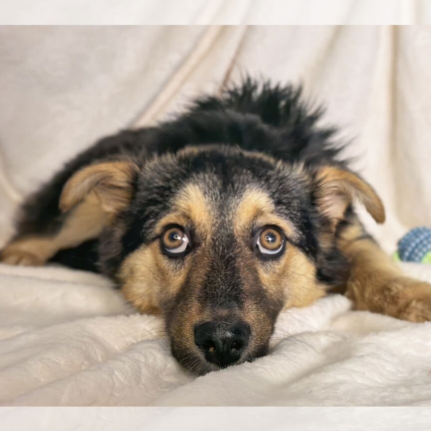 Щенок в добрые руки