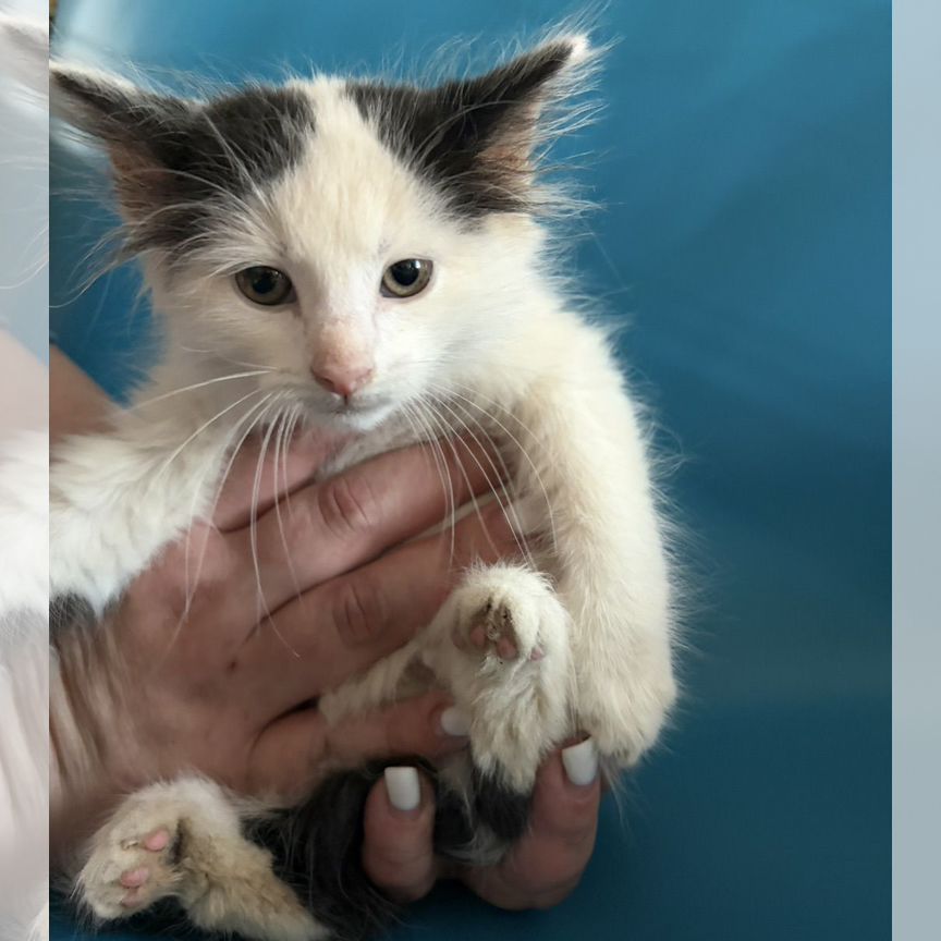 Котёнок из приюта