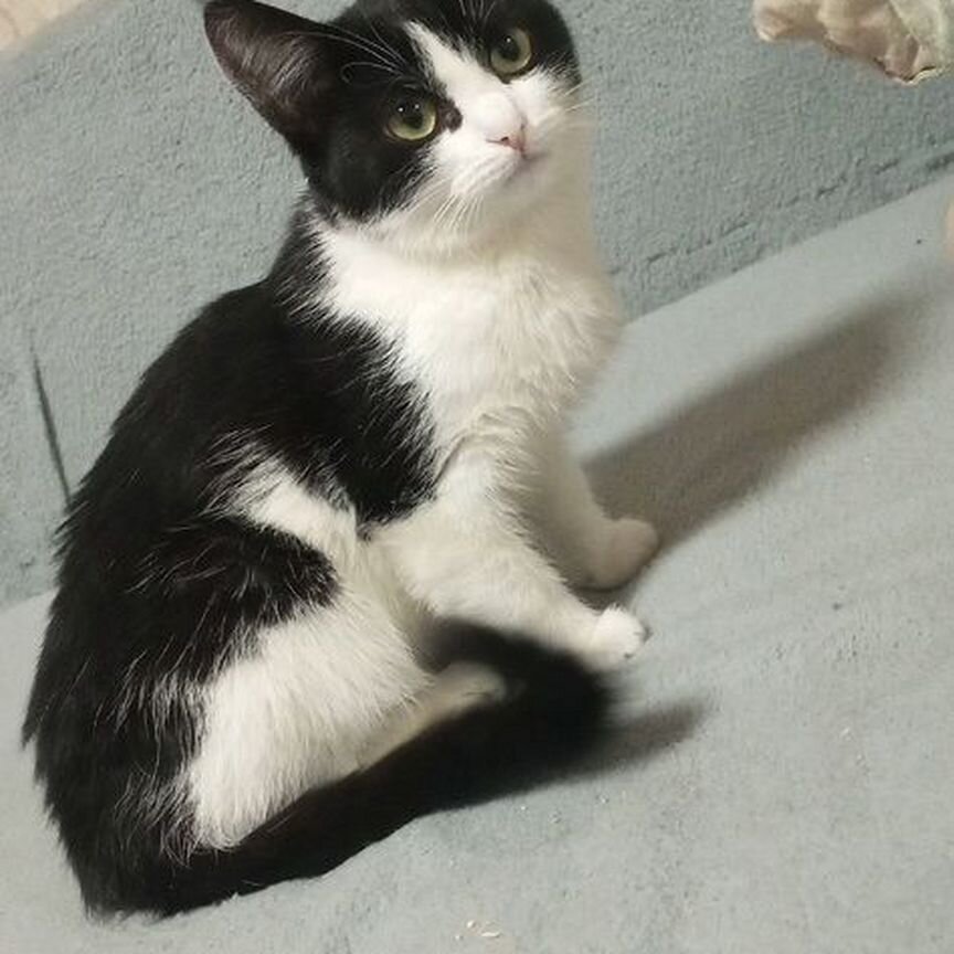 Котенок девочка в добрые руки