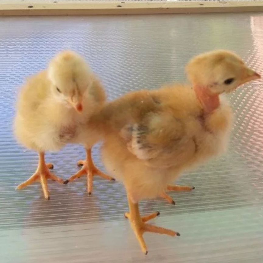 Продам суточных цыплят