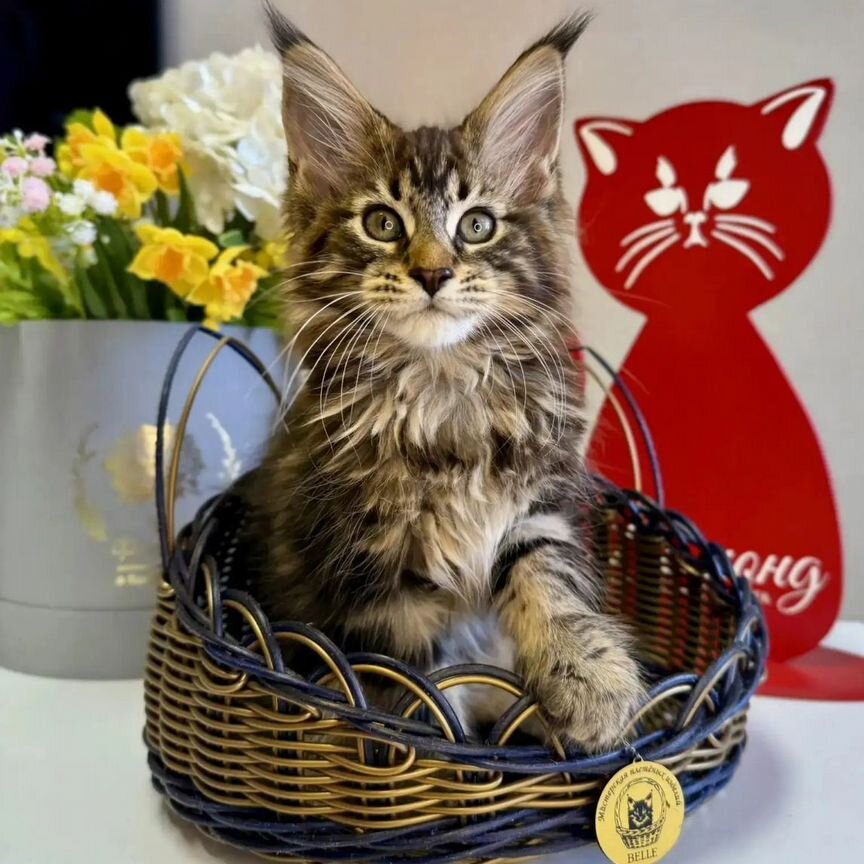 Мейн-кун котёнок