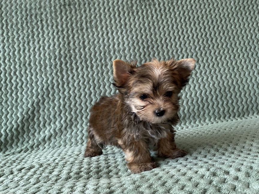 Цветные йорки