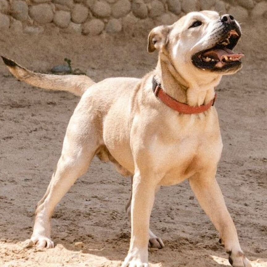 Ка-де-бо, взрослый пёс