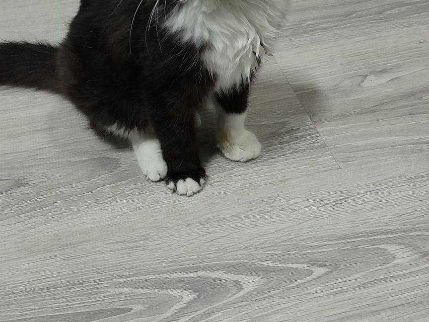 Шотландская вислоухая