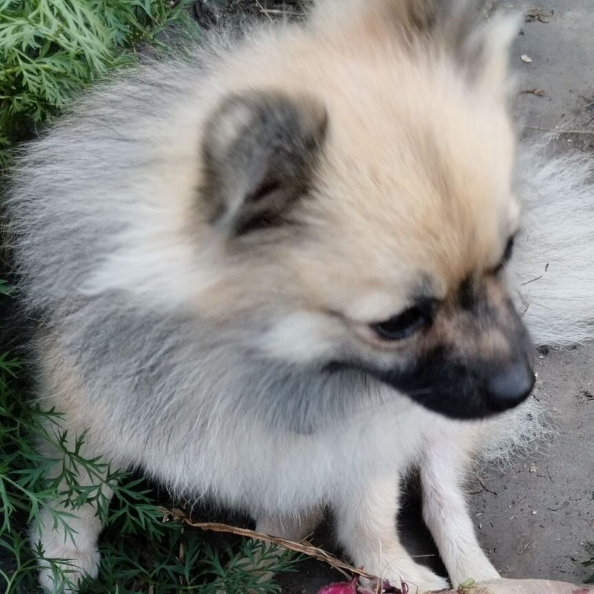 Немецкий шпиц, взрослая собака