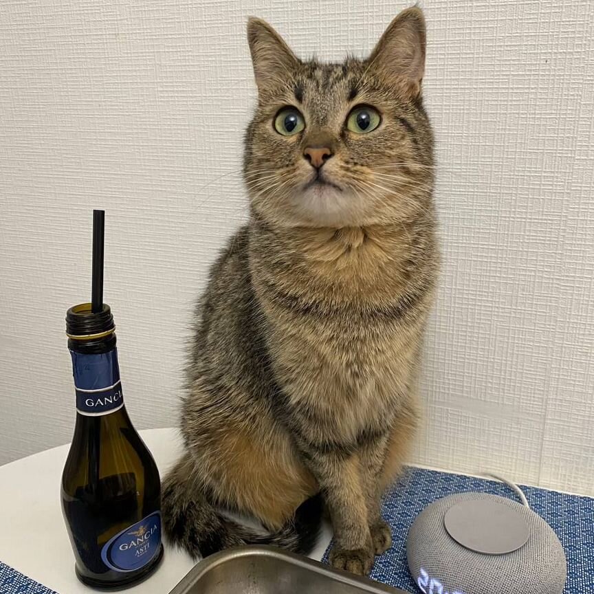 Взрослая, кошка в добрые руки