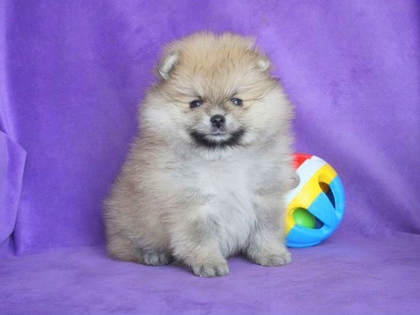 Шпицули, чудо померашки