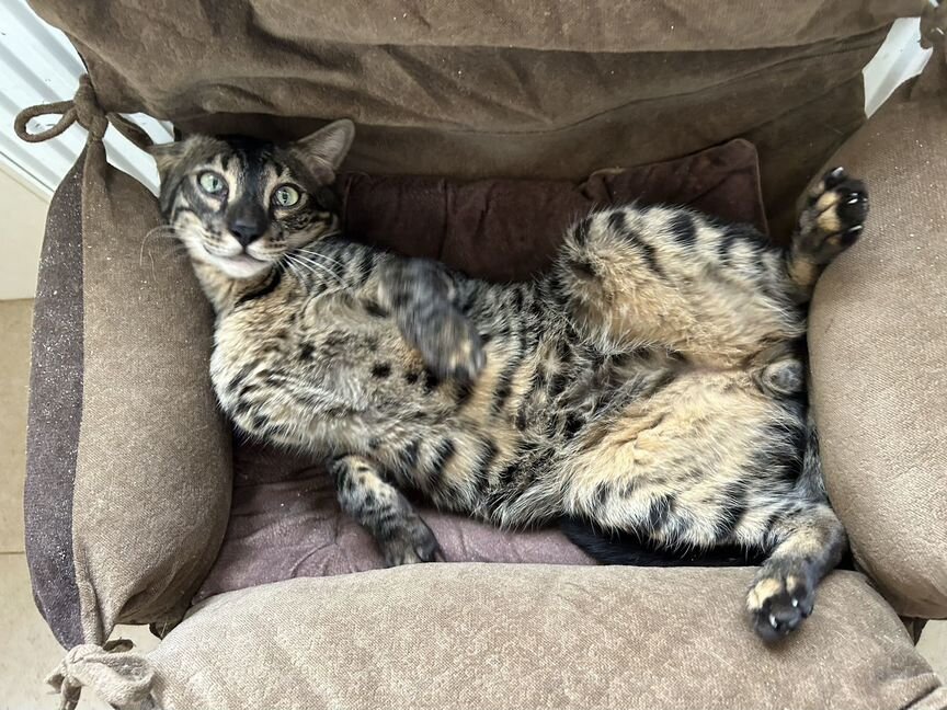 Чаузи котик Радомир