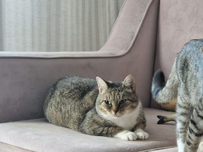Кошку предали – нужны новые хозяева
