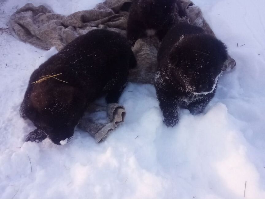 Щенки немецкой овчарки бесплатно