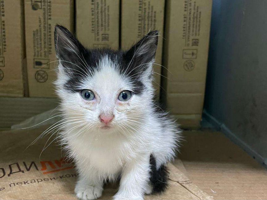 Котёнок Адмиралтейский