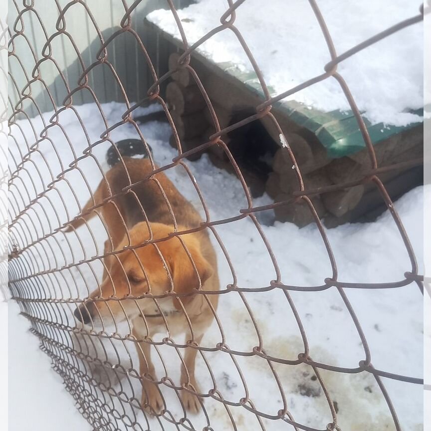 Русская гончая, взрослая собака