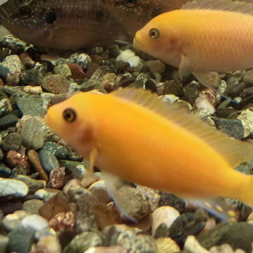 Цихлазомы и сомики