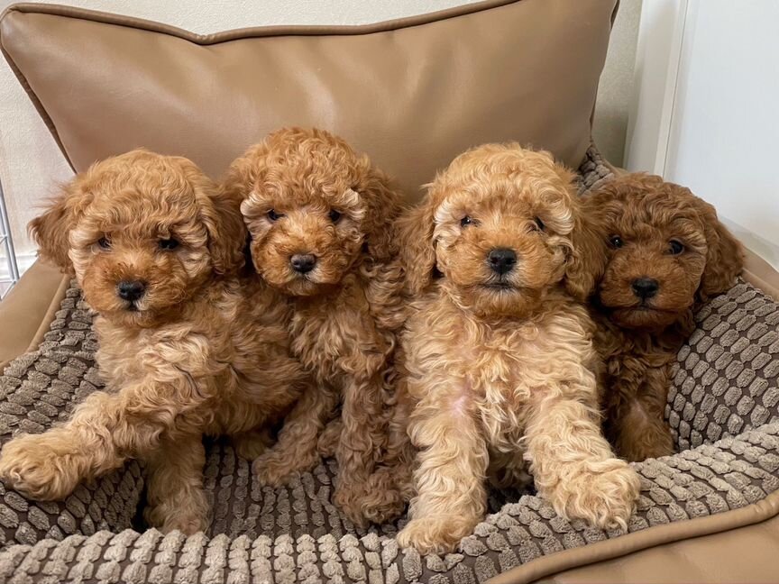 Миниатюрный пудель