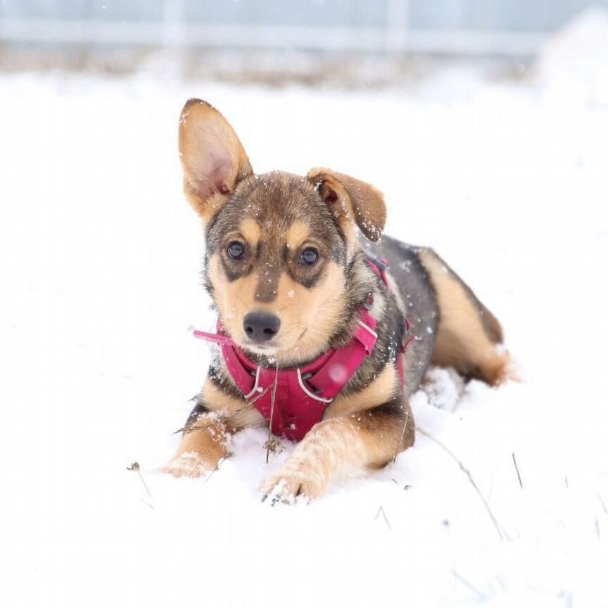 Агата в добрые руки