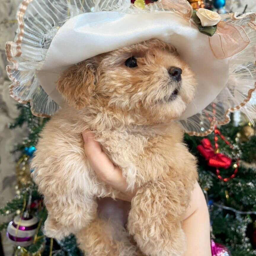 Мальтипу f1 Малышка