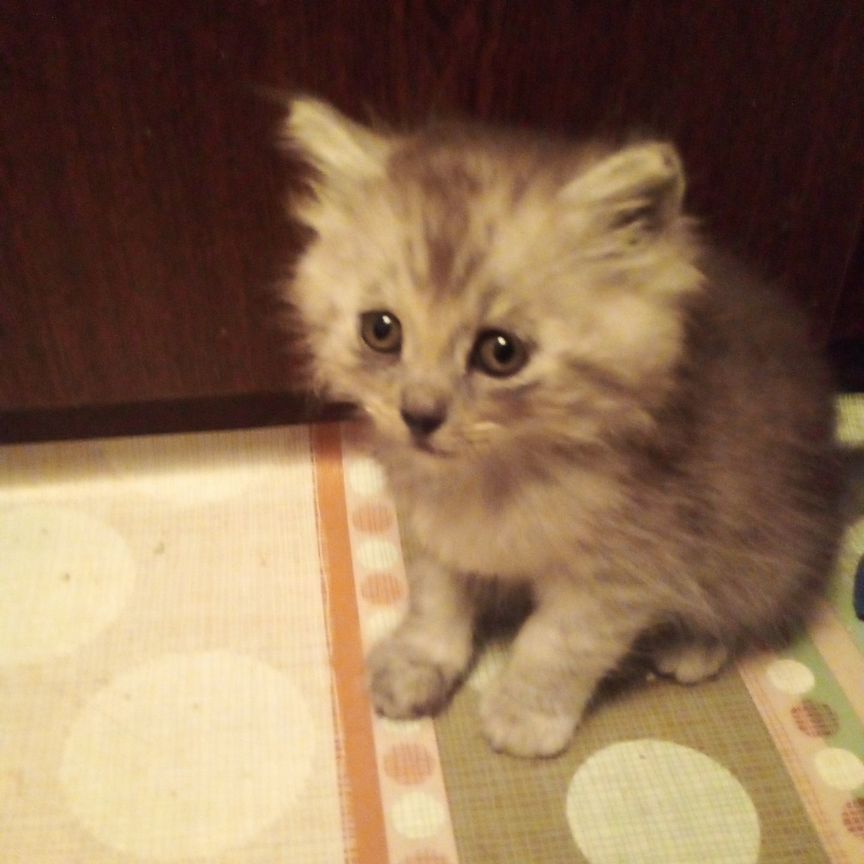 Котята в Добрые руки бесплатно