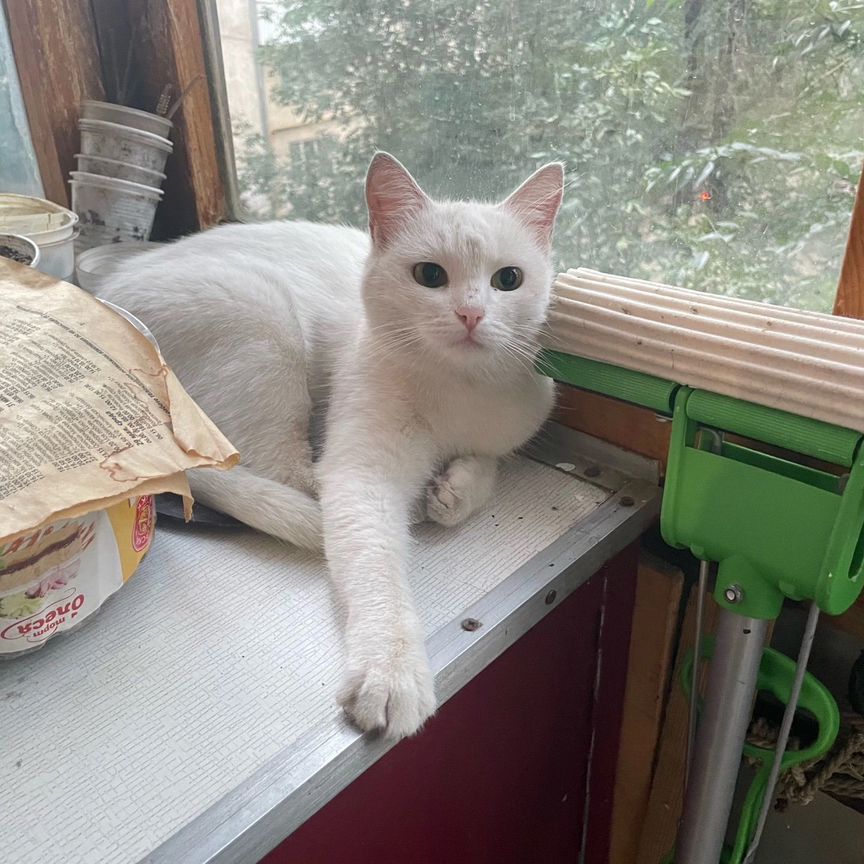 Котенок ангора