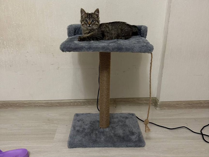 Отдам кота в добрые руки