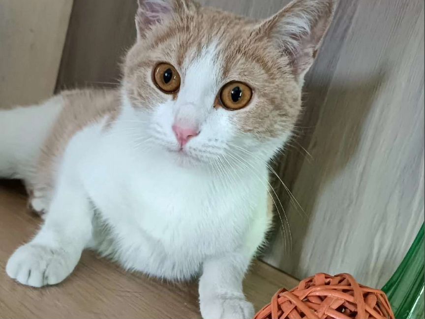 Кошечка Вилка