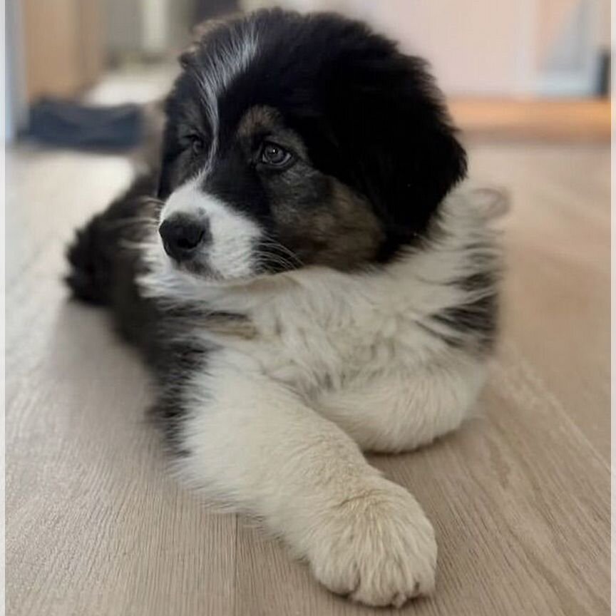 Австралийская овчарка, щенок