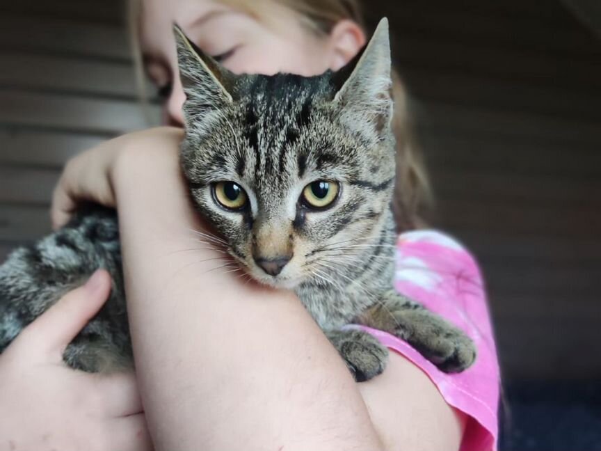 Кошка в дар бесплатно