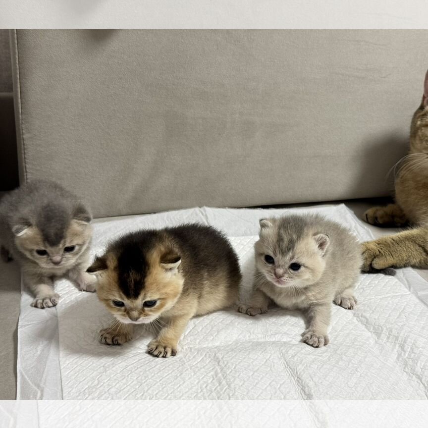 Британские котята