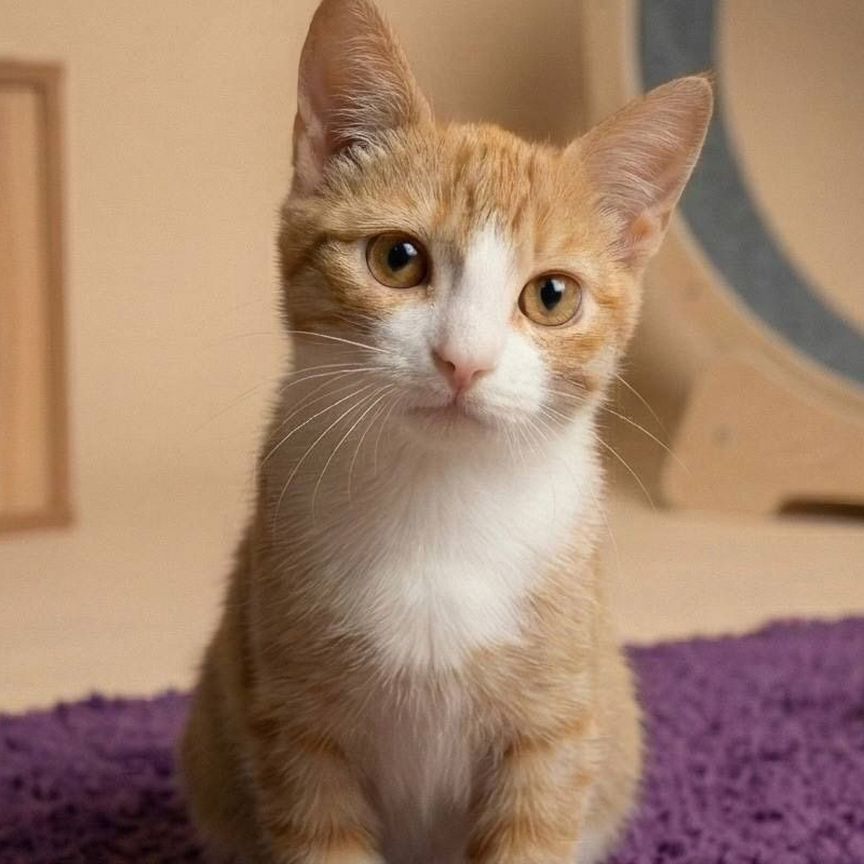 Котёнок в добрые руки