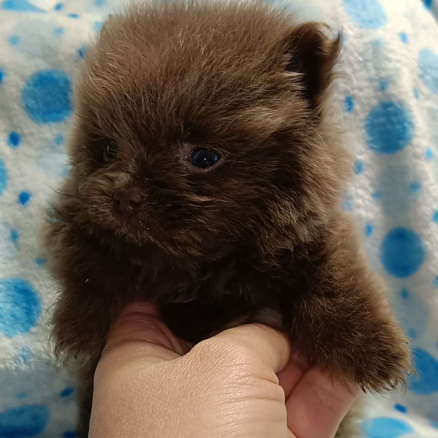 Померанский шпиц, щенок