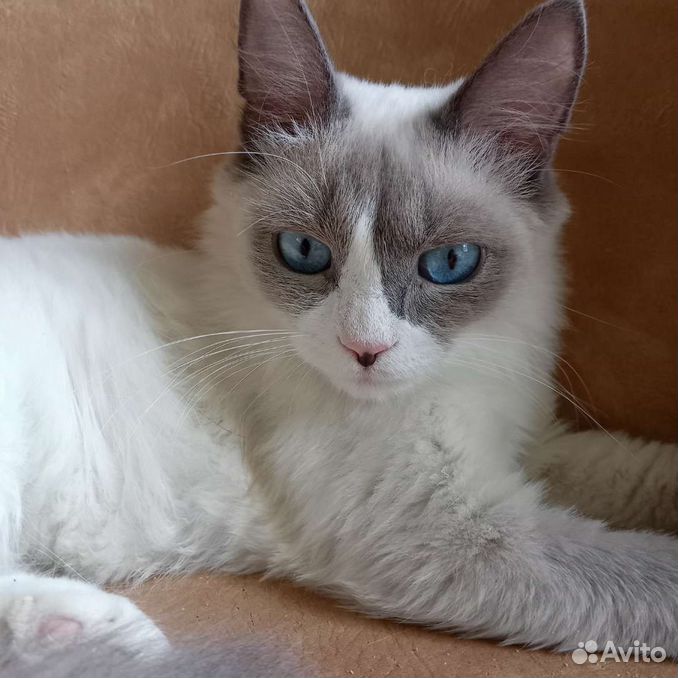 Сиамка в добрые руки