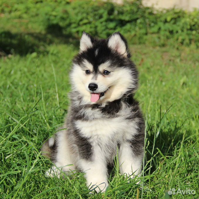 Красавчик помски f3