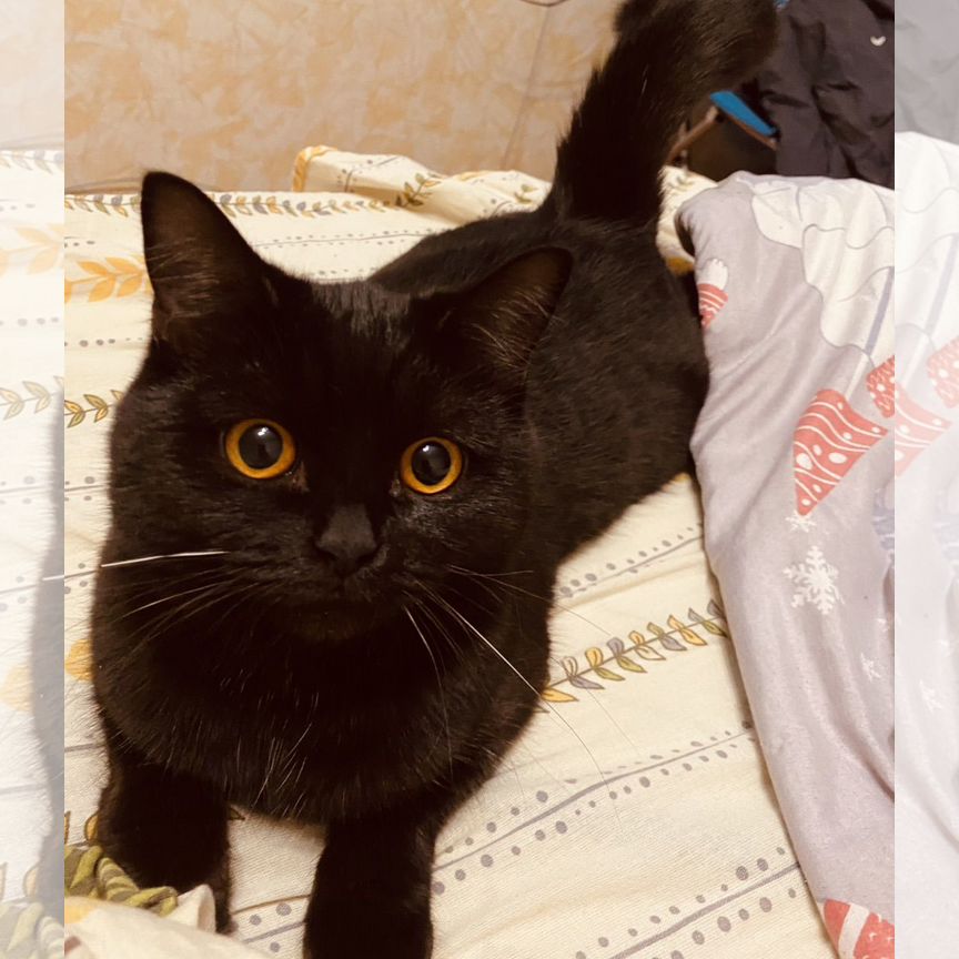 Шотландская прямоухая короткошёрстная, взрослая кошка