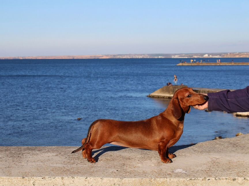 Девочка таксы ст. гл