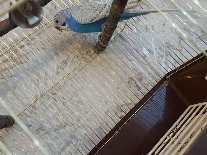 Волнистый попугай, мальчик